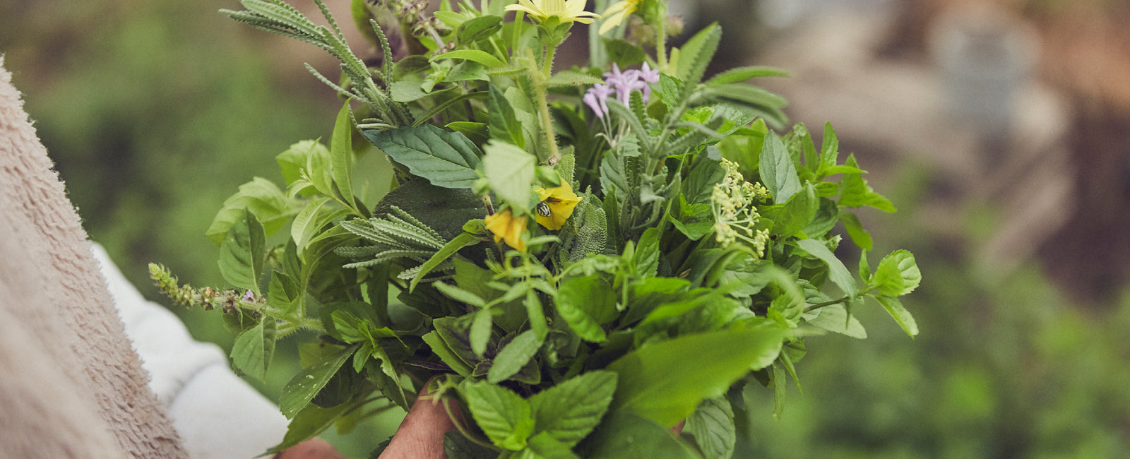 Naeme (JAPAN) – KINTO Europe